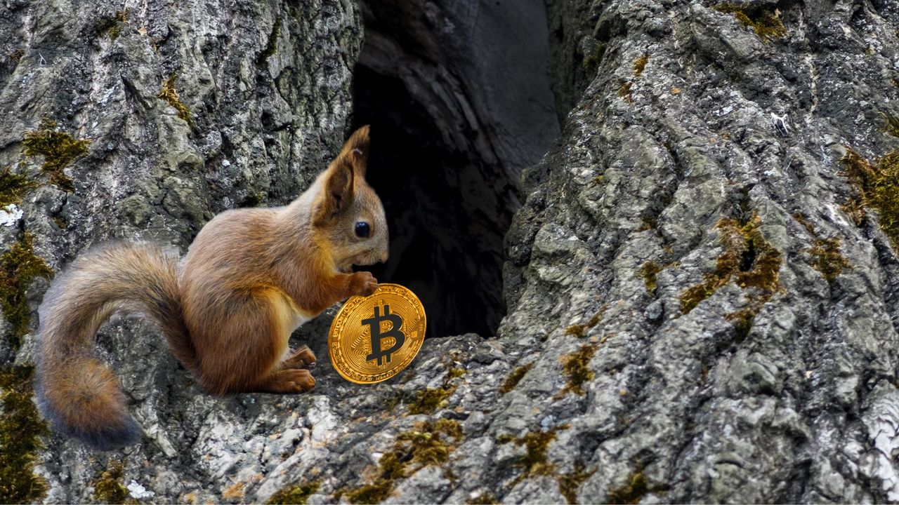 Peanut the squirrel (RIP) leaps on the meme coin bandwagon | Trademarks ...